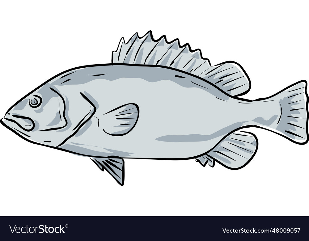 Snowy grouper fish gulf of mexico cartoon drawing Vector Image