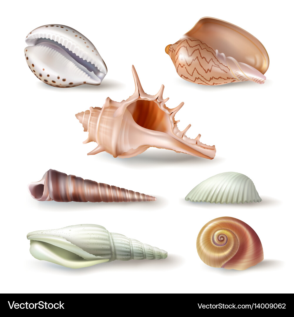 Set of seashells of various Royalty Free Vector Image