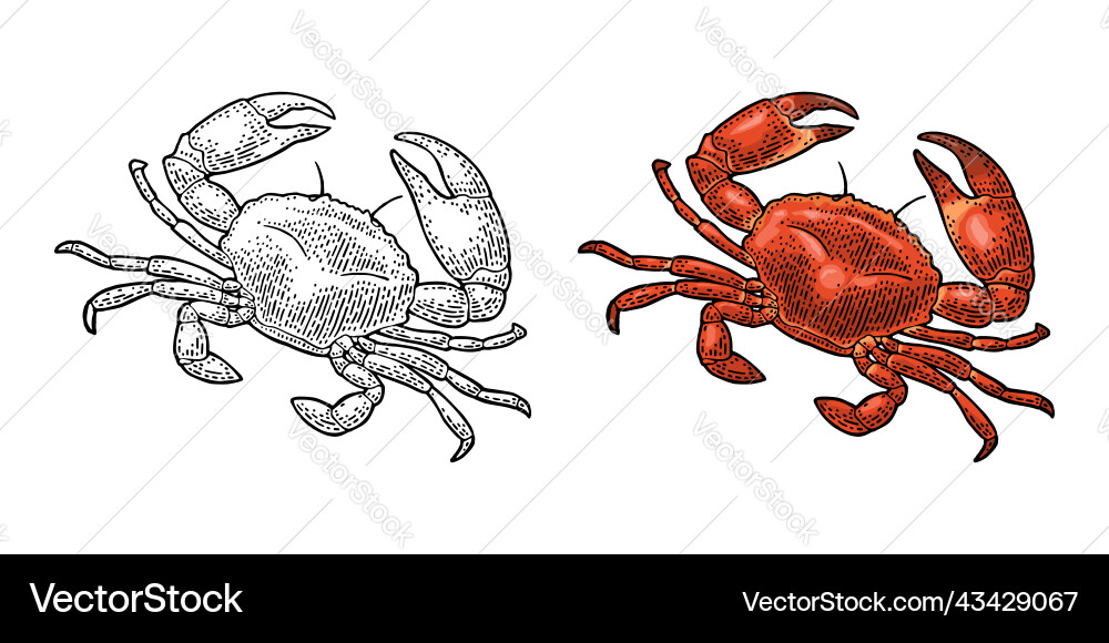 Crab isolated on white black vintage Royalty Free Vector