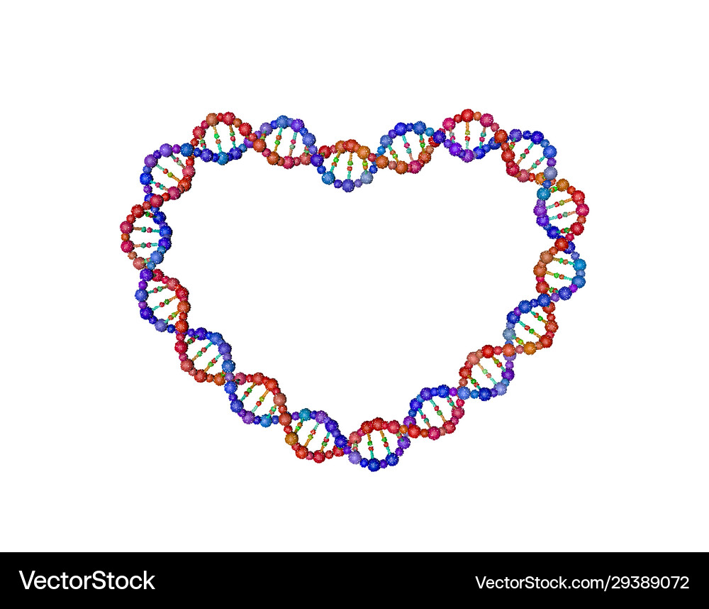 Dna strand in form heart isolated on white Vector Image