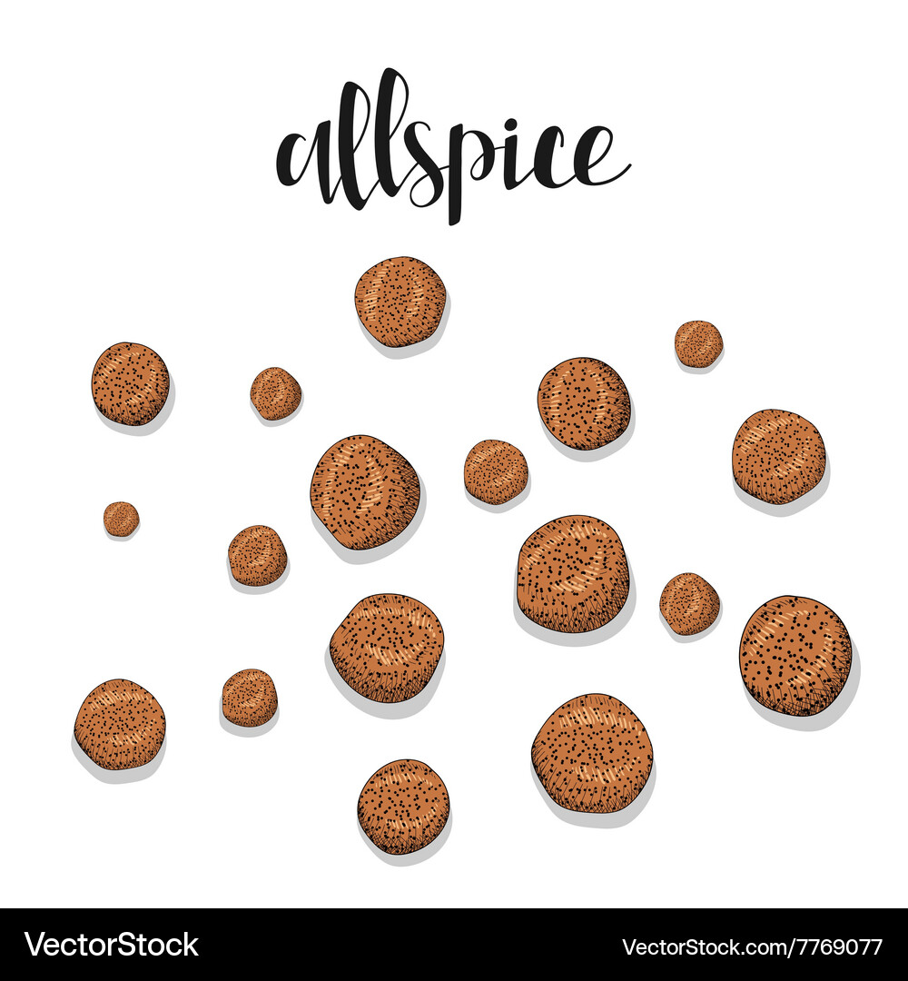 Allspice isolated object sketch spice for food Vector Image