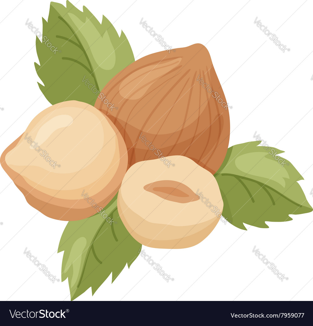 Hazelnut Royalty Free Vector Image - VectorStock