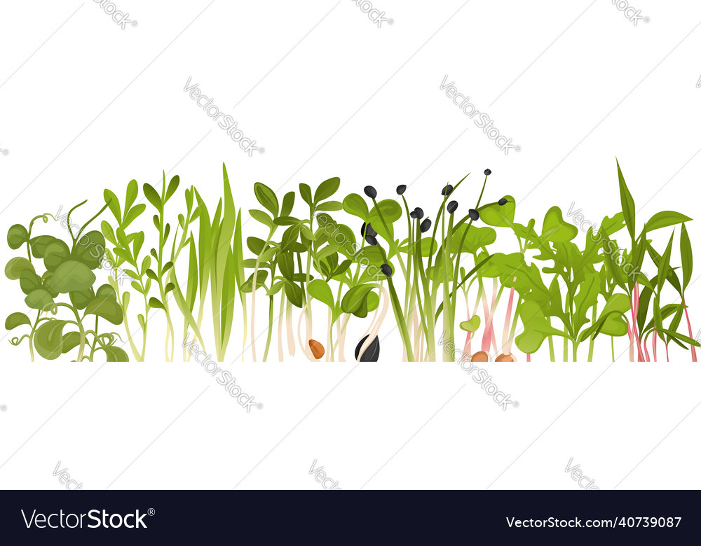 Colored microgreen border Royalty Free Vector Image
