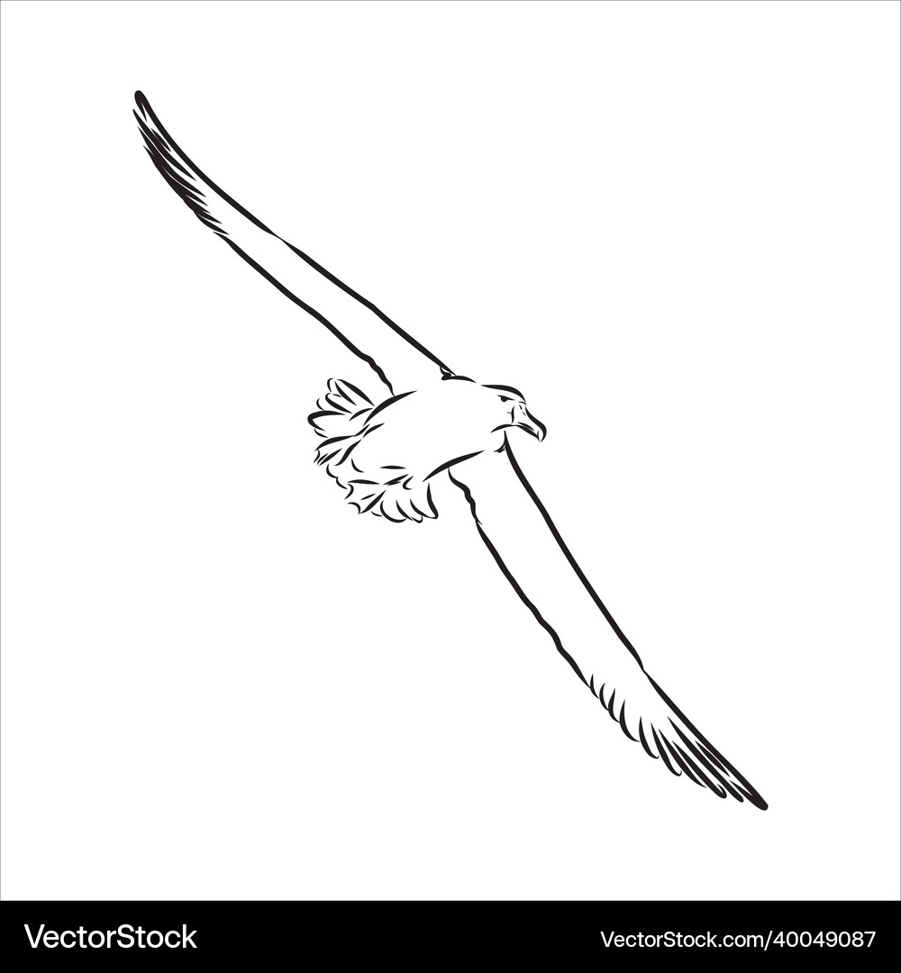 Seagull albatross bird in flight with open wings Vector Image