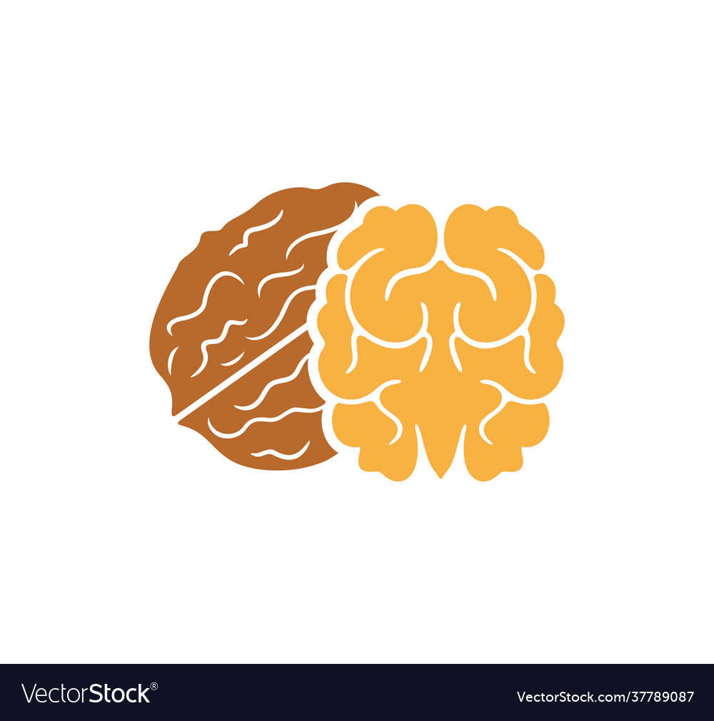 Walnut Royalty Free Vector Image - VectorStock