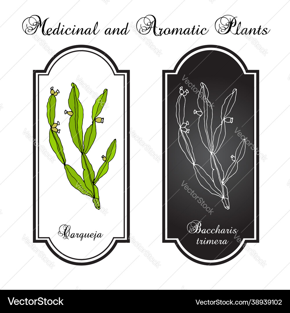 Carqueja or baccharis trimera collection Vector Image