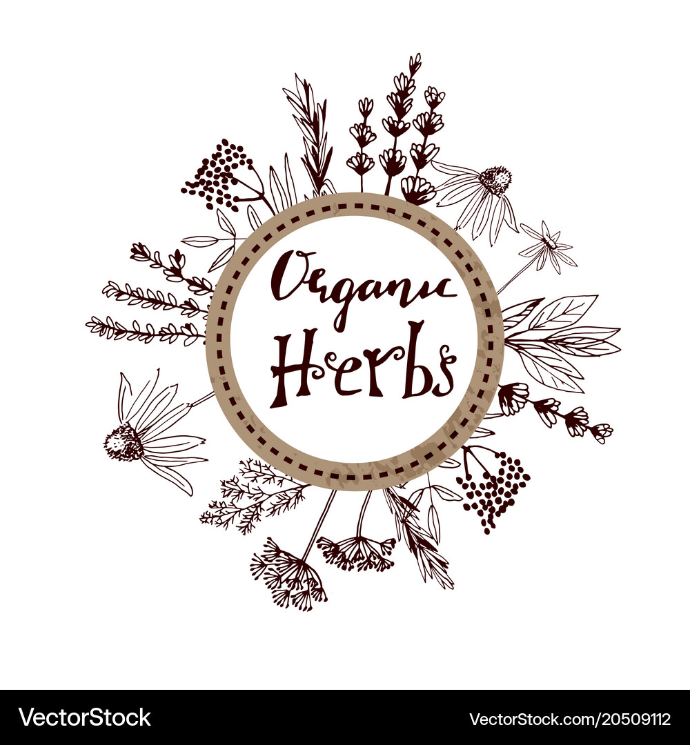 Herbs and medicinal plants collection hand Vector Image