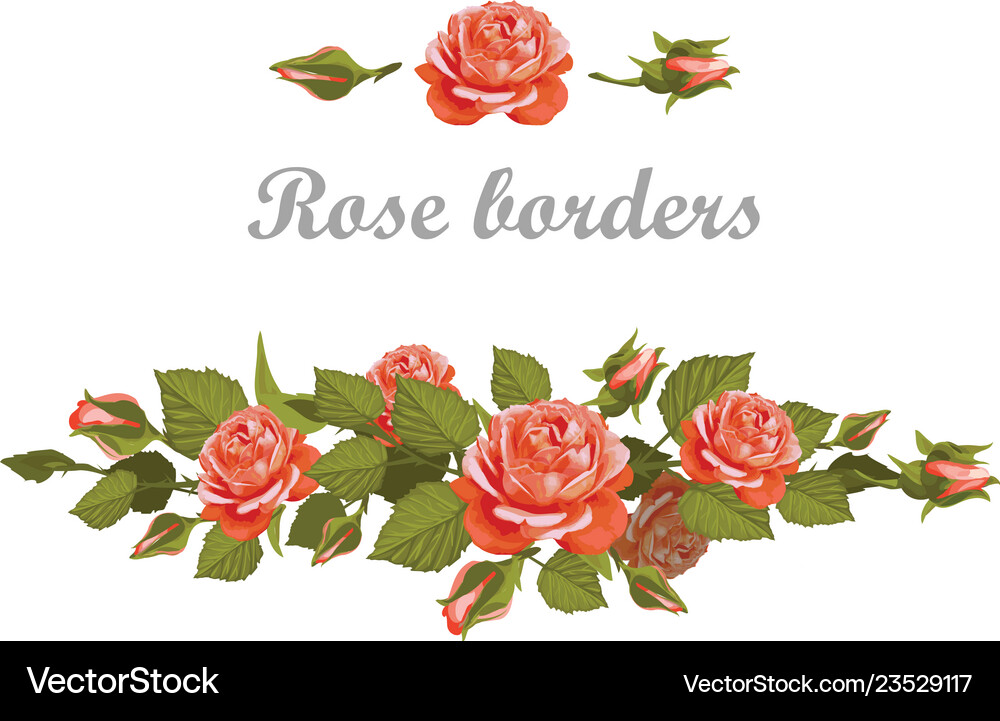 Branches climbing white rose flower with leaves Vector Image