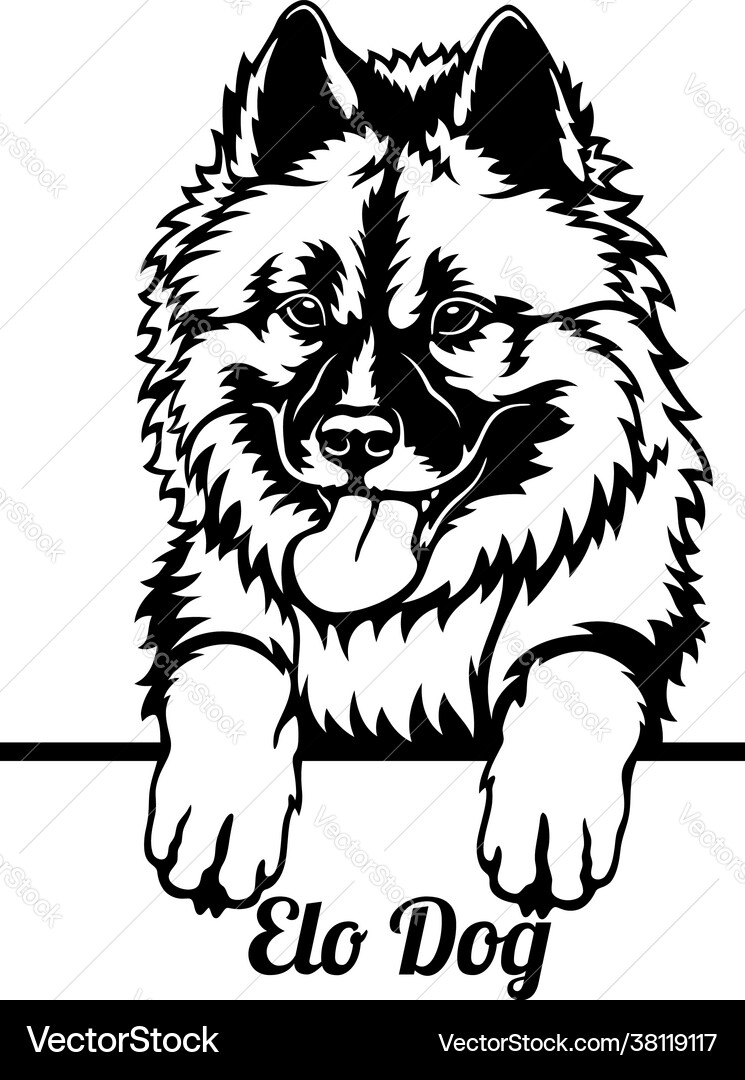 Elo dog peeking - head isolated on white Vector Image