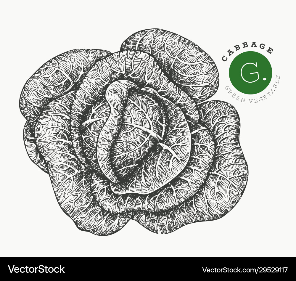 Hand drawn sketch style cabbage organic fresh Vector Image