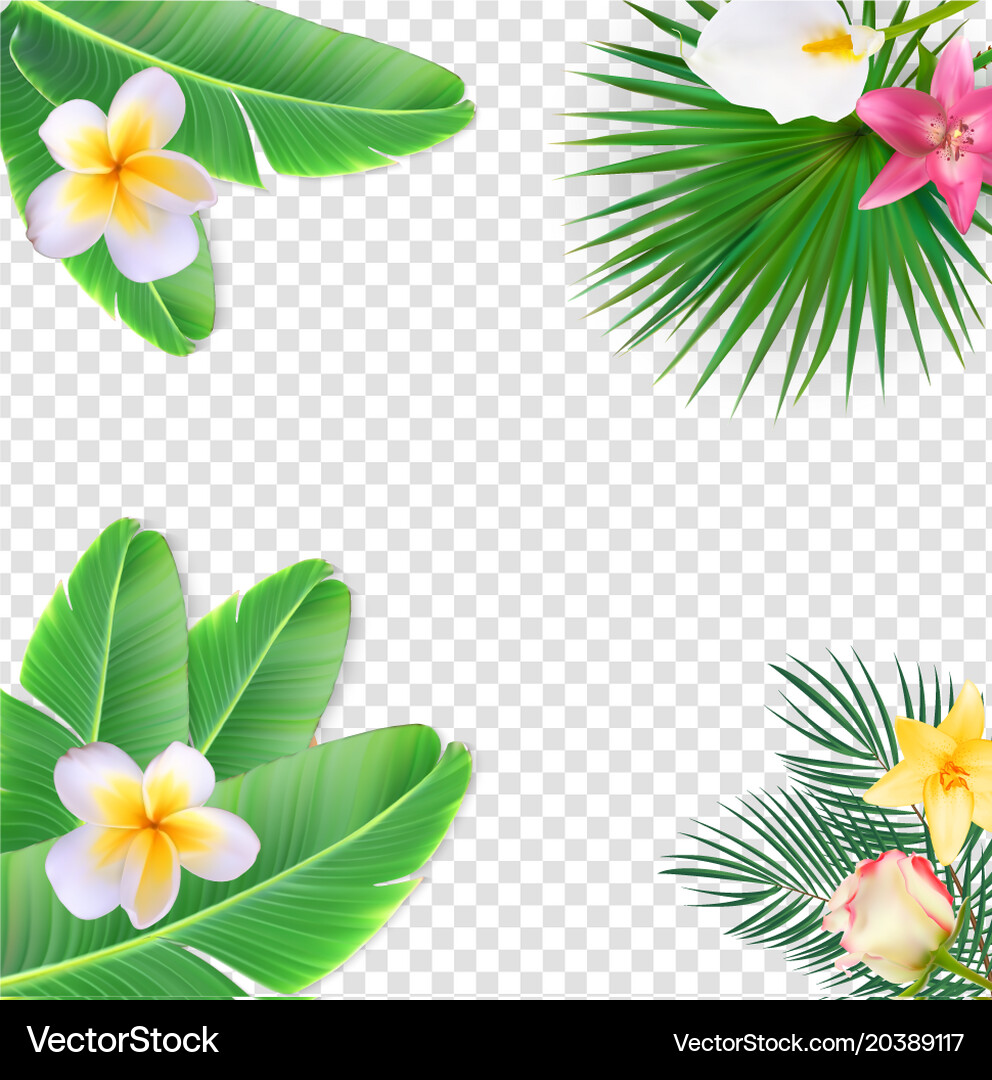 Summer natural floral frame on transparent Vector Image