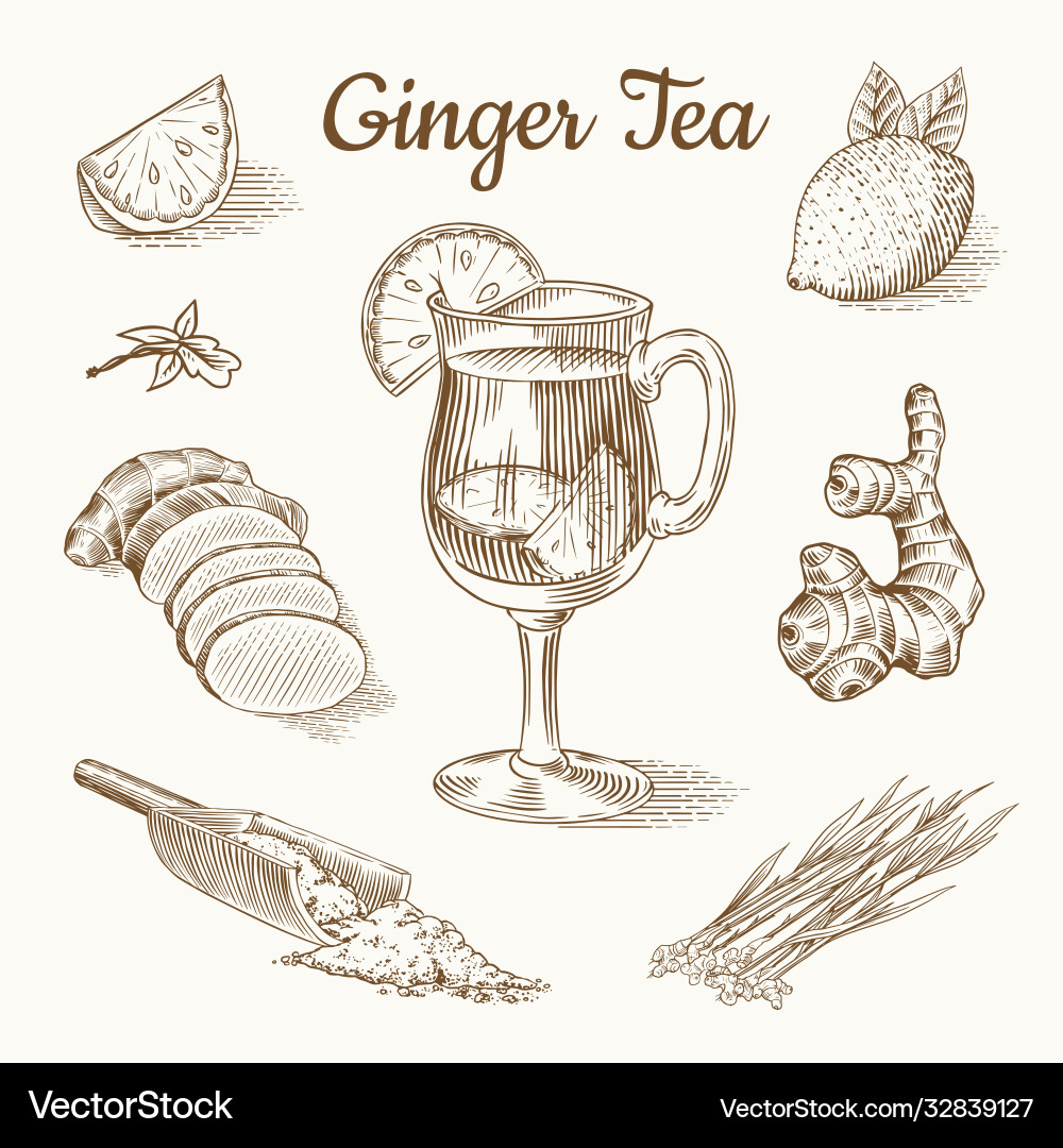 Ginger tea poster chopped rhizome or root fresh Vector Image