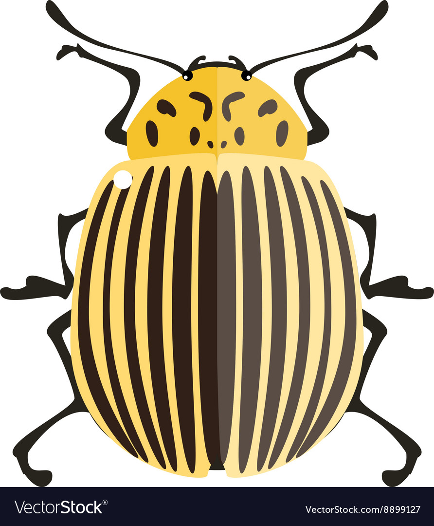 Potato bug Royalty Free Vector Image - VectorStock