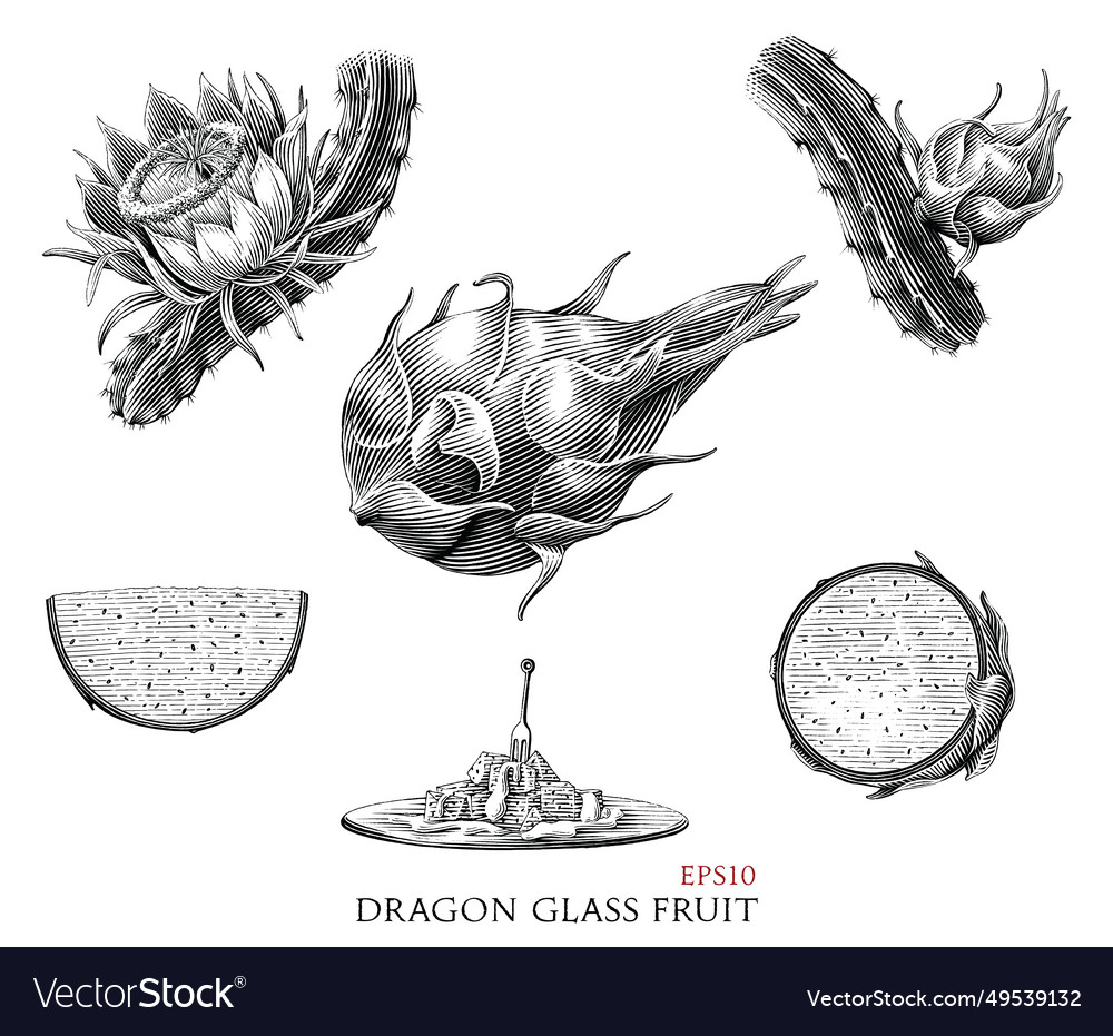 Dragon glass fruit hand drawing vintage style Vector Image