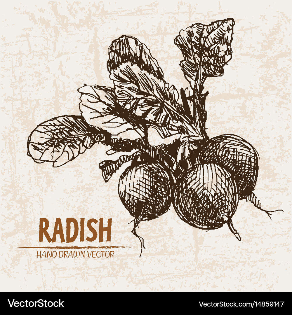 Digital detailed line art radish vegetable Vector Image