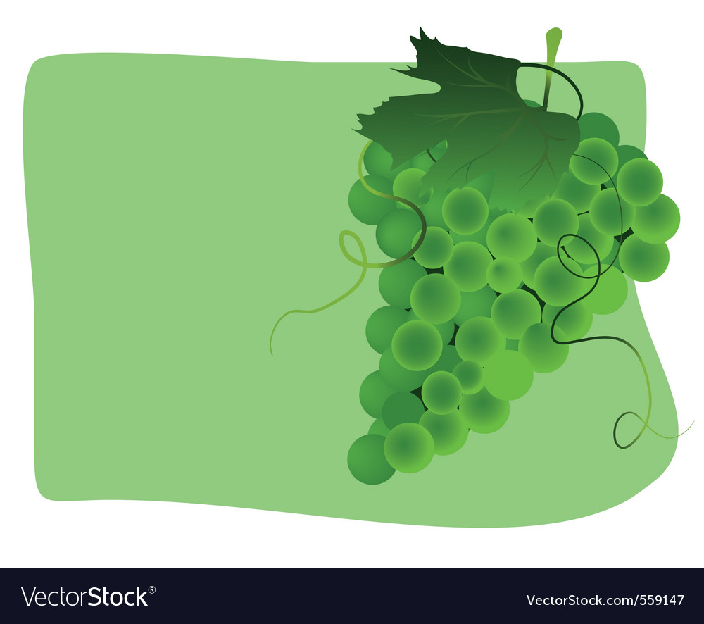 Grapes Royalty Free Vector Image - VectorStock