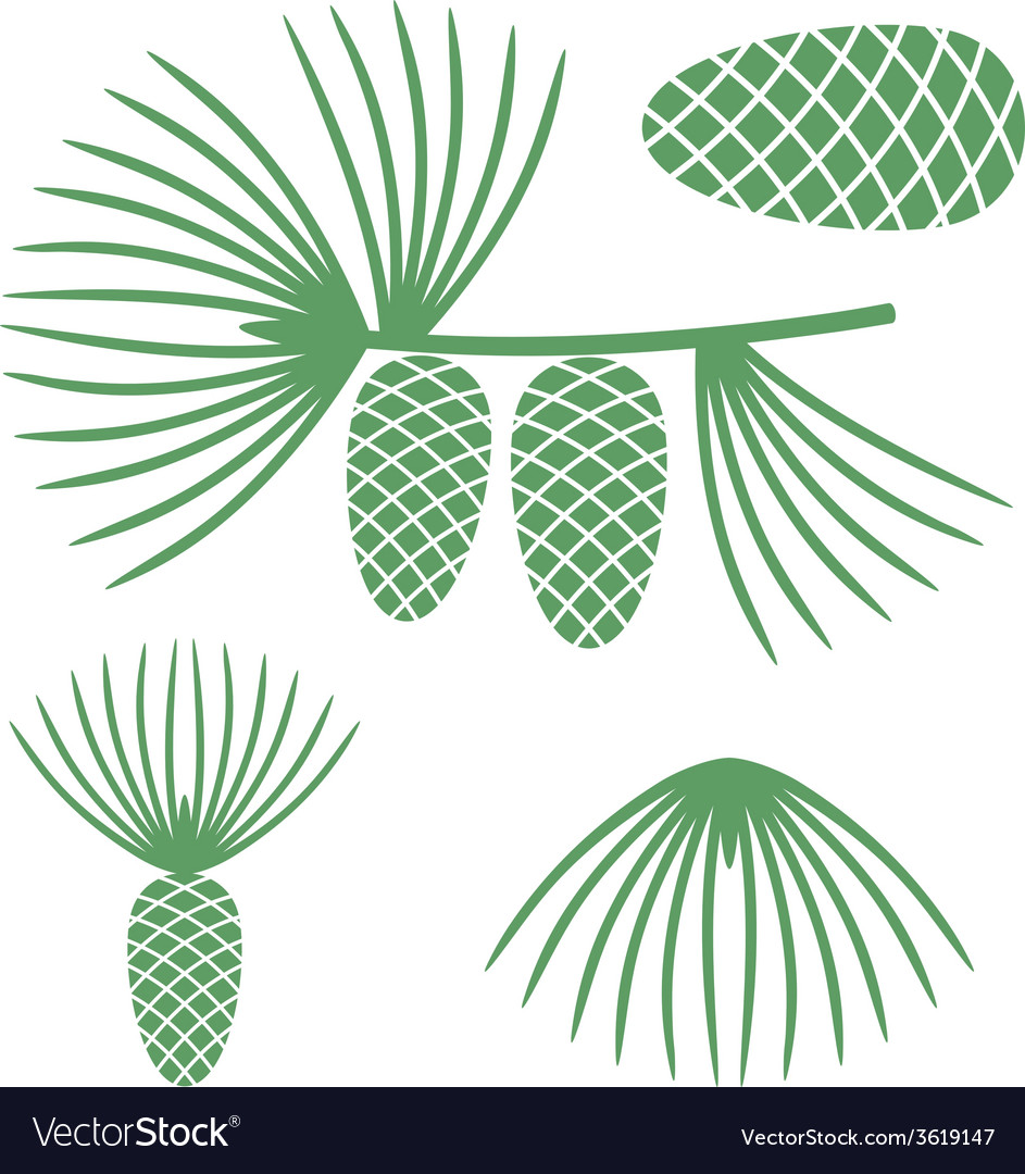 Pine Royalty Free Vector Image - VectorStock