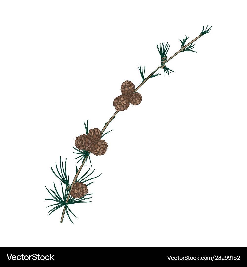Gorgeous natural drawing larch branch Royalty Free Vector