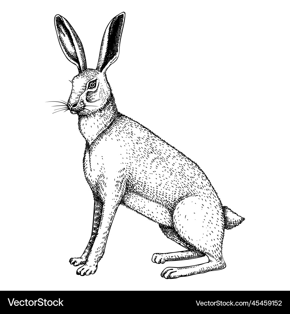 Wild hare sitting forest animal with long ears Vector Image