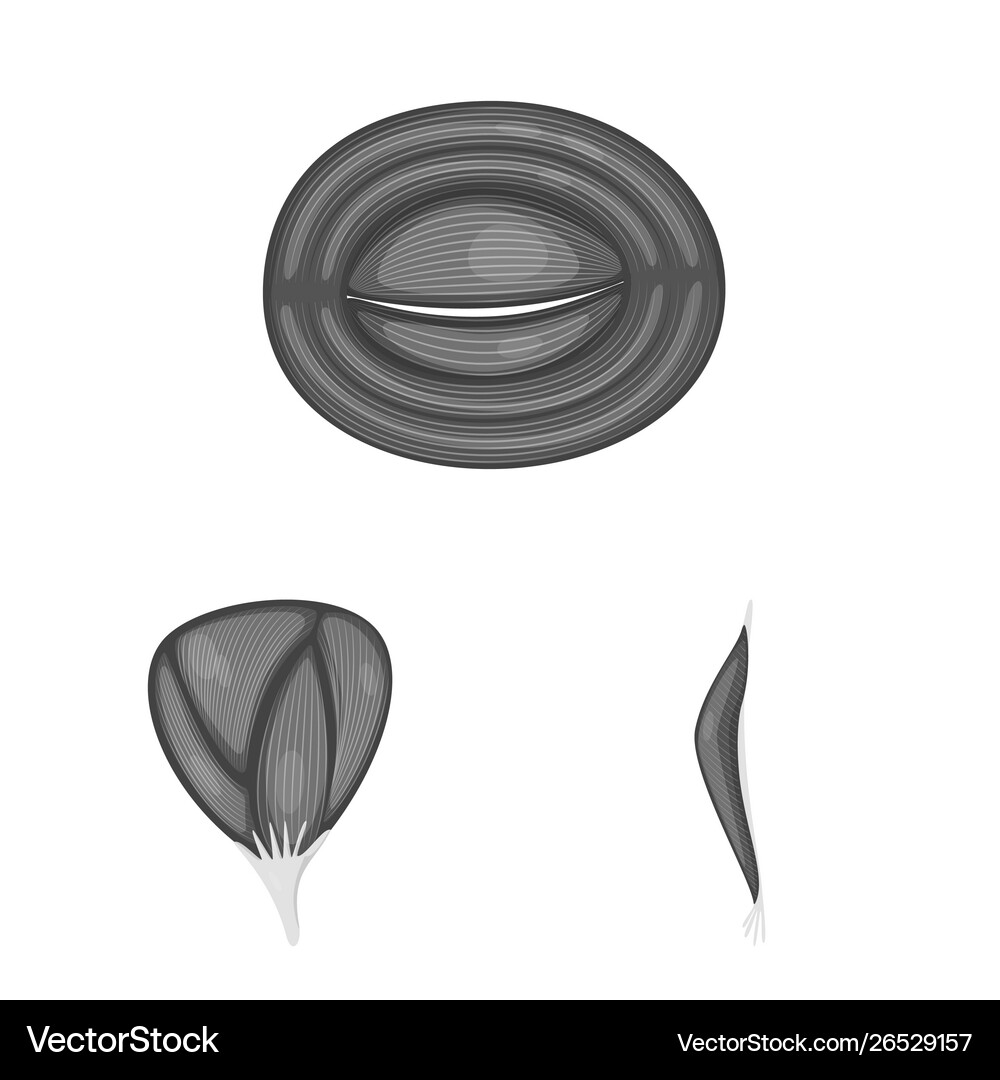 Human and body icon set Royalty Free Vector Image