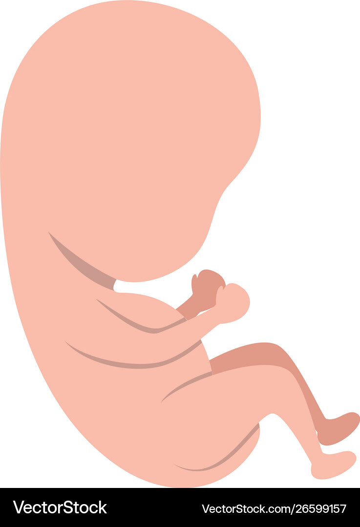 Isolated baby fetus design Royalty Free Vector Image