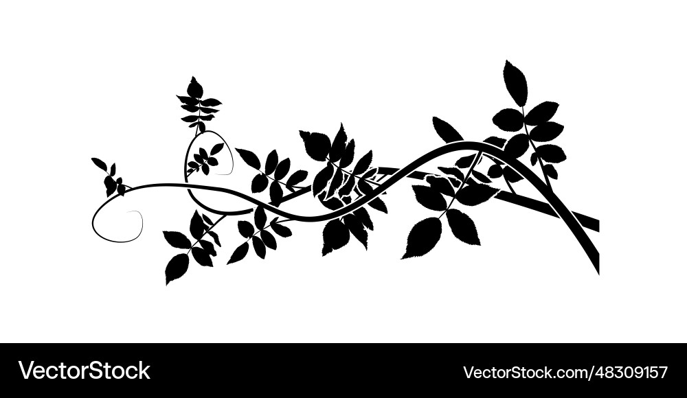 Ornamental element hawthorn weaving plant Vector Image