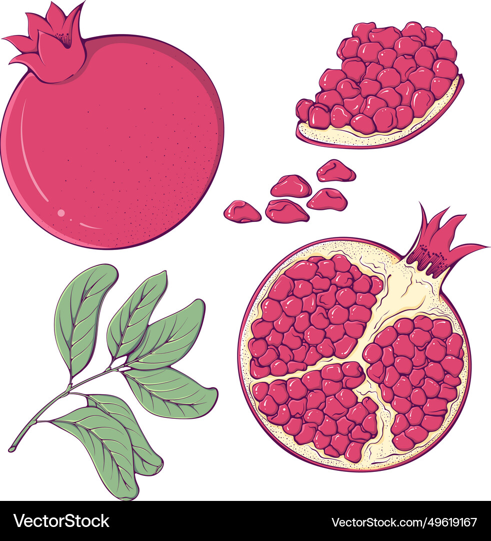 Set of colorful pomegranate Royalty Free Vector Image