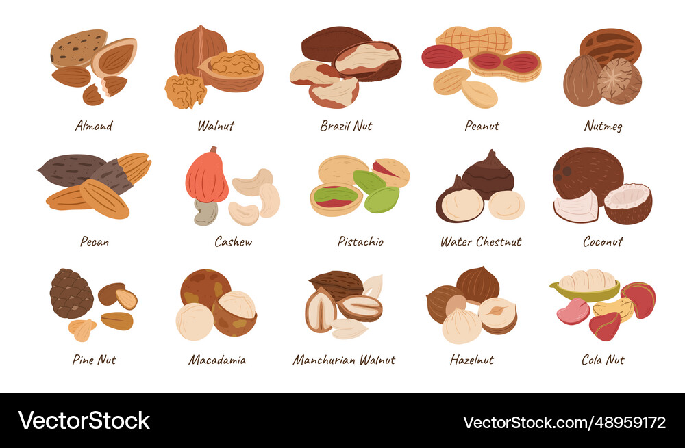 Nuts collection almond walnut brazil and peanut Vector Image