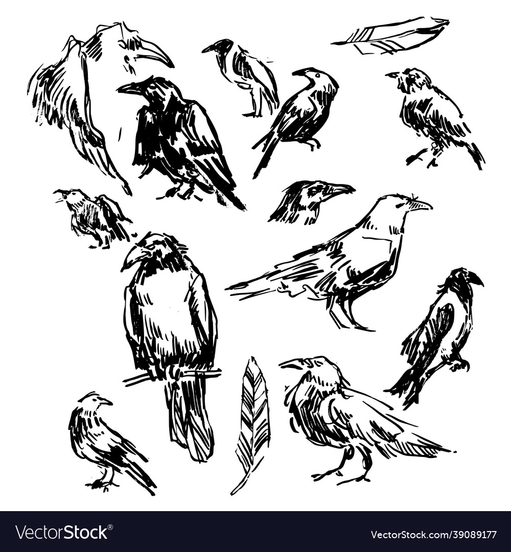 Crow Royalty Free Vector Image - VectorStock