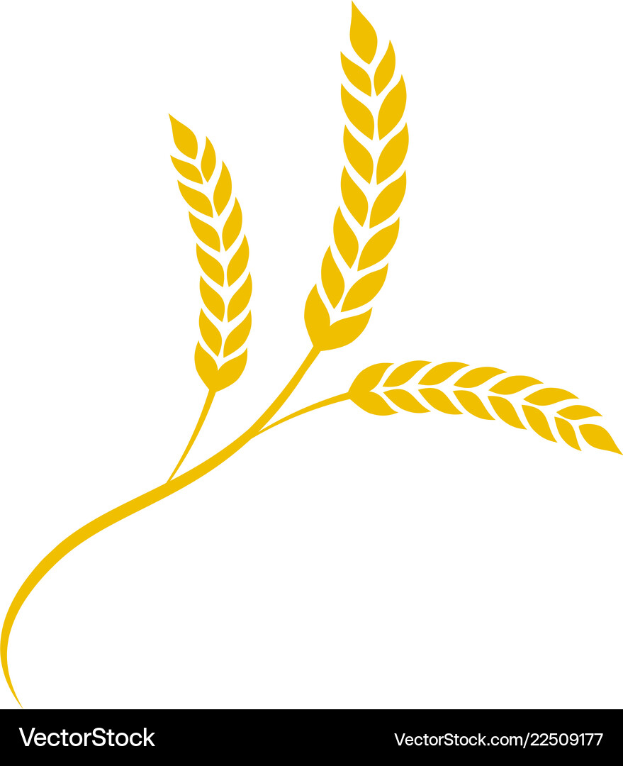 Wheat spike in flat style agriculture wheat Vector Image