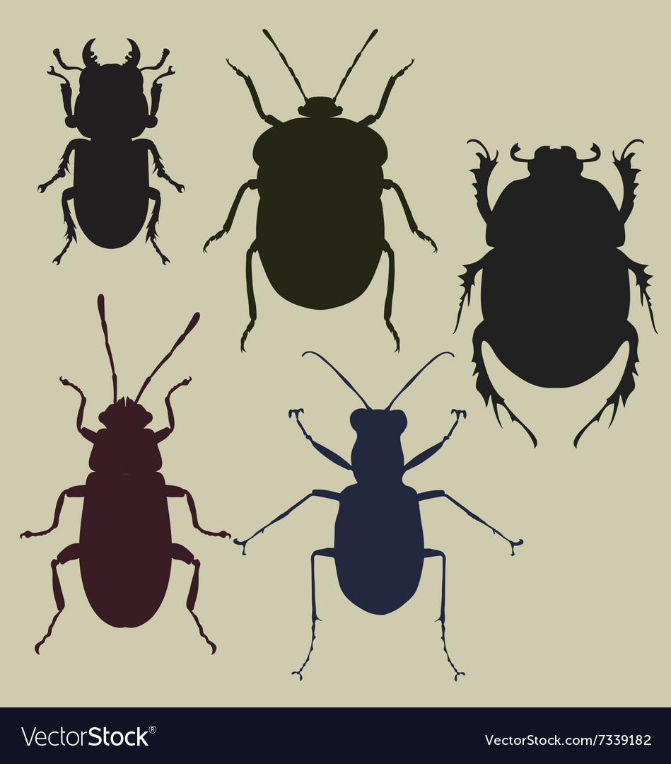 Beetles Royalty Free Vector Image - VectorStock