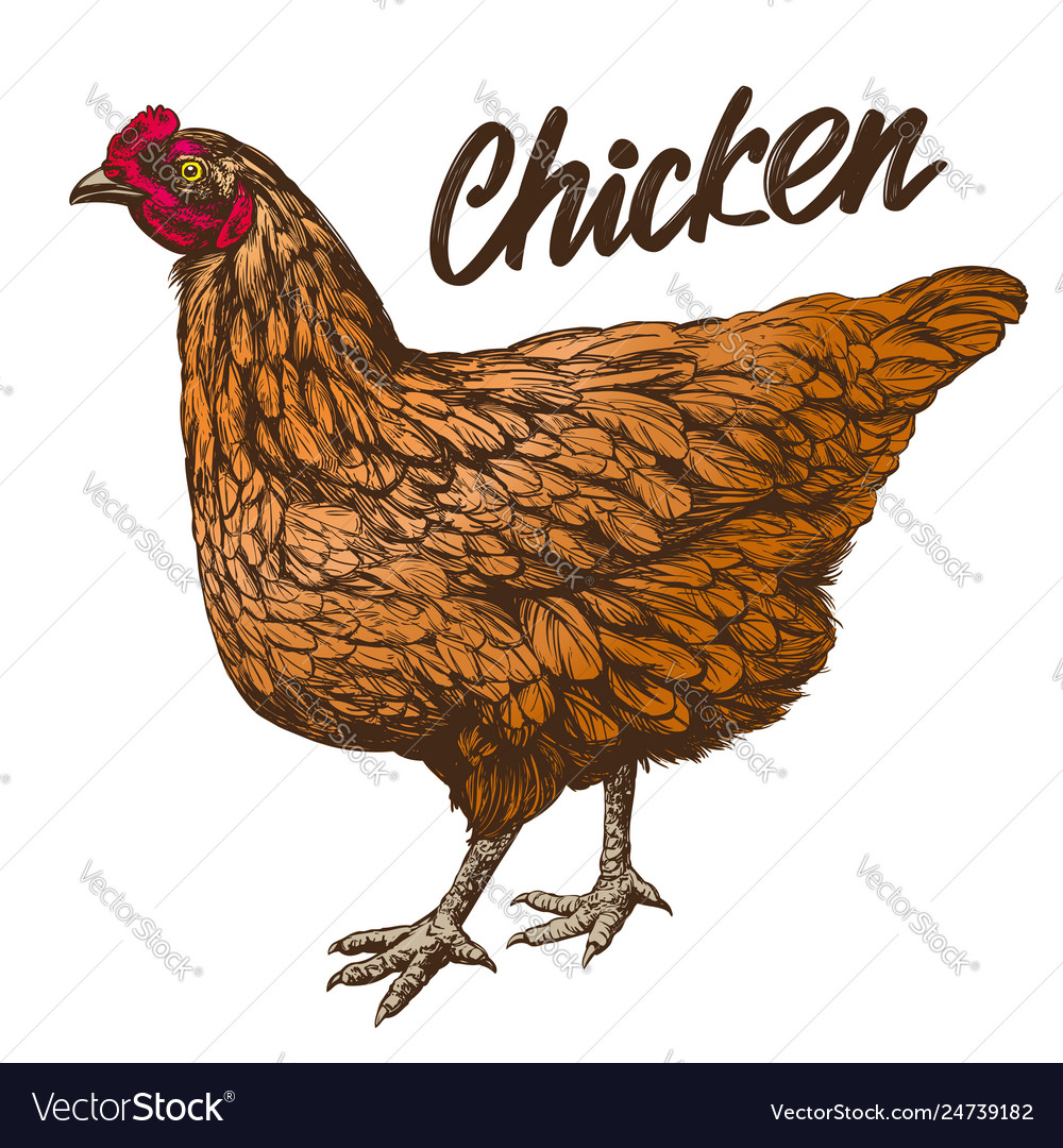 Chicken hand drawn realistic Royalty Free Vector Image Chicken hand drawn realistic Royalty Free Vector Image