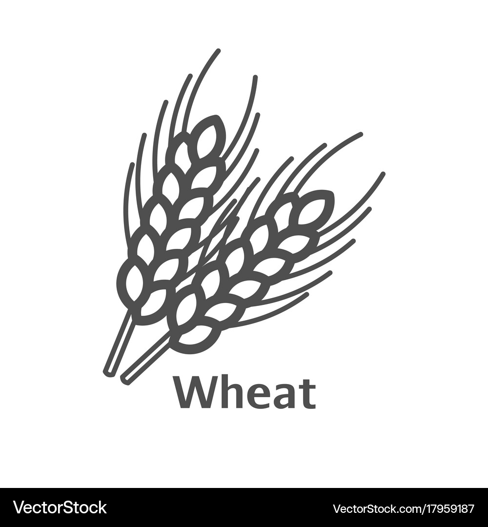 Wheat ear line icon outline sign linear style Vector Image