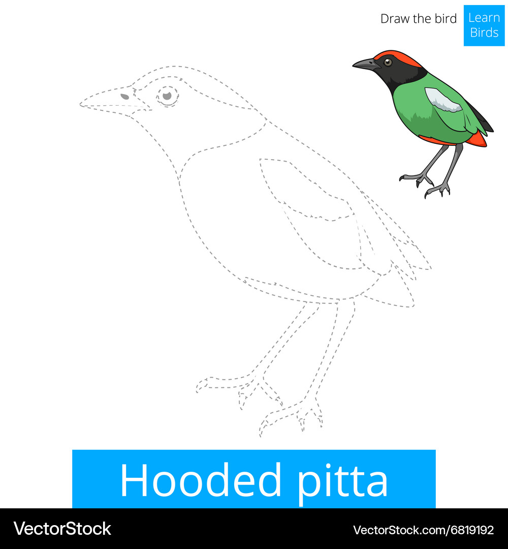 Hooded pitta bird learn to draw Royalty Free Vector Image