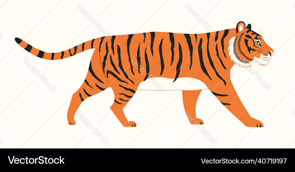 Tiger walking hand drawn isolated on white Vector Image