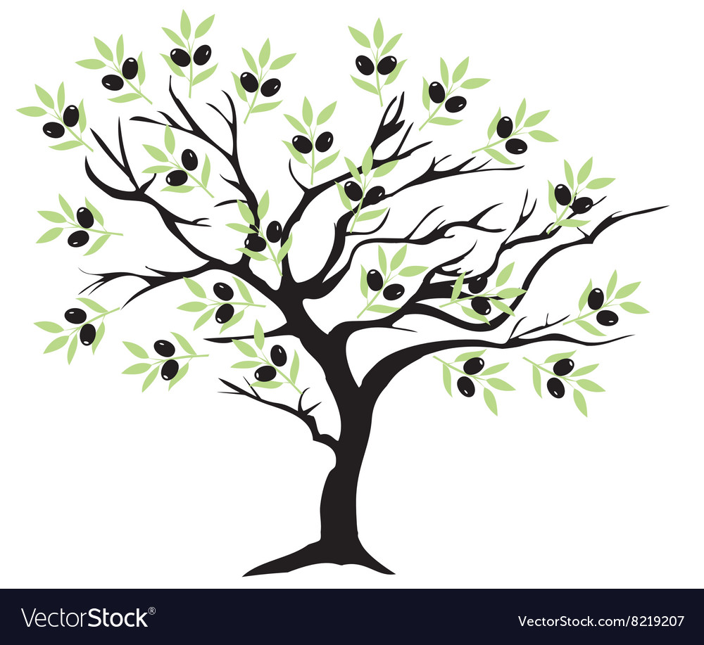 Olive tree Royalty Free Vector Image - VectorStock