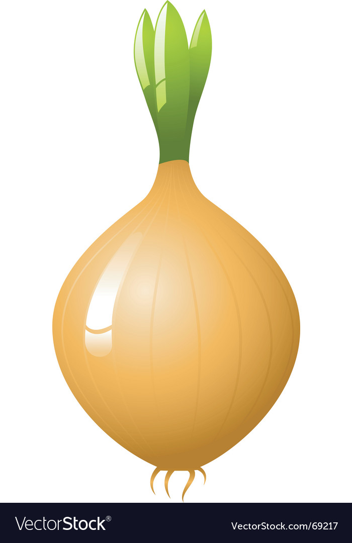 Onion Royalty Free Vector Image - VectorStock