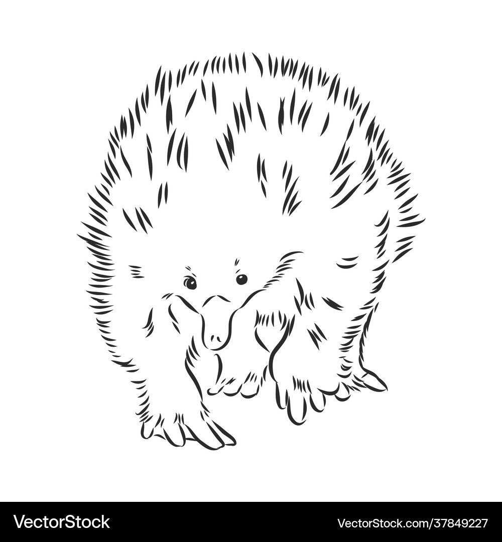 Echidna australian animal linear hand drawn Vector Image