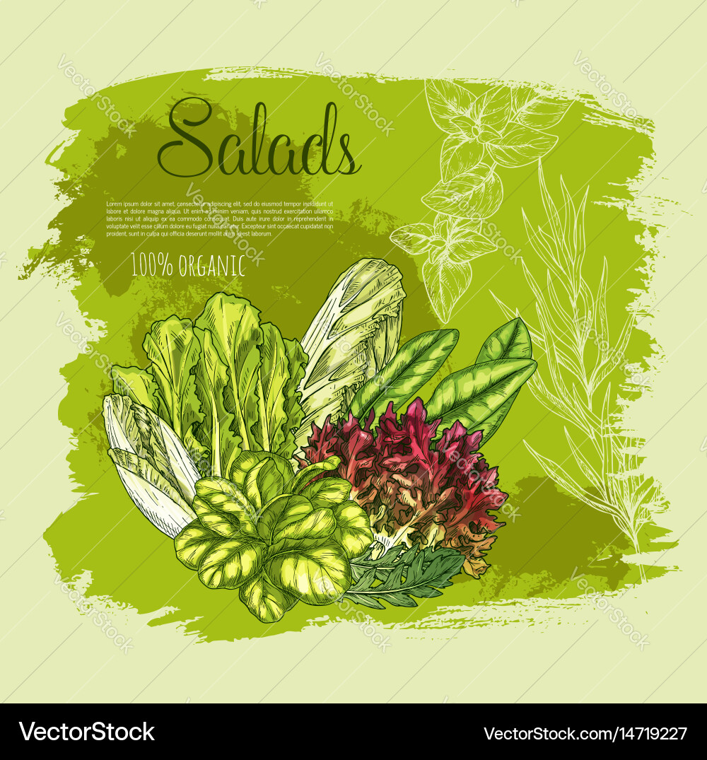 Poster salads or leafy lettuce vegetables Vector Image