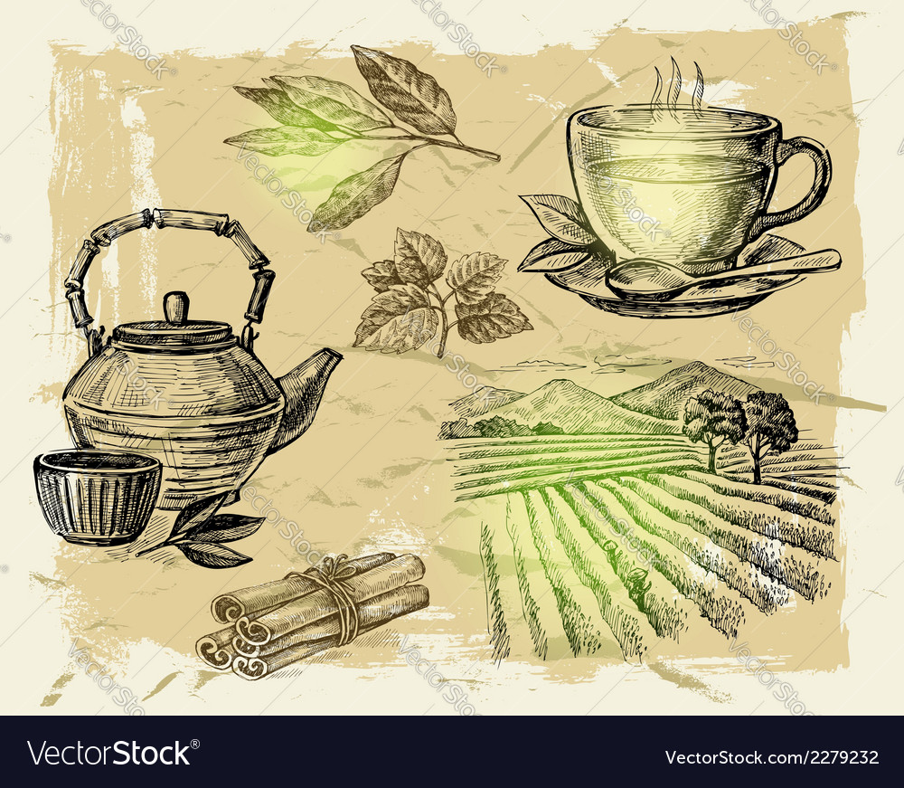Hand drawn tea Royalty Free Vector Image - VectorStock