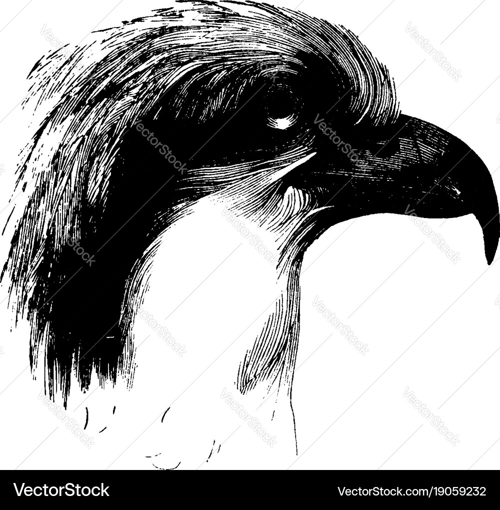 Head of an osprey vintage Royalty Free Vector Image