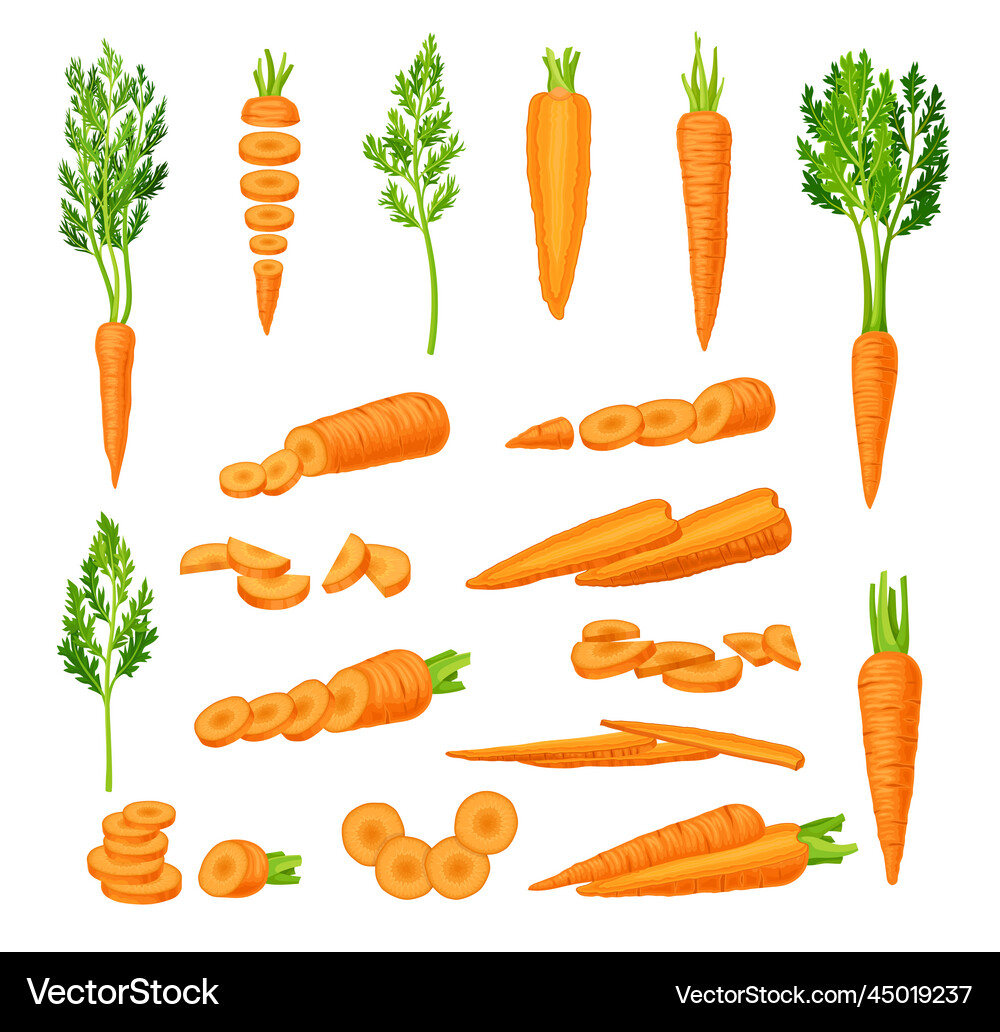 Bright carrot root vegetable with top leaves whole