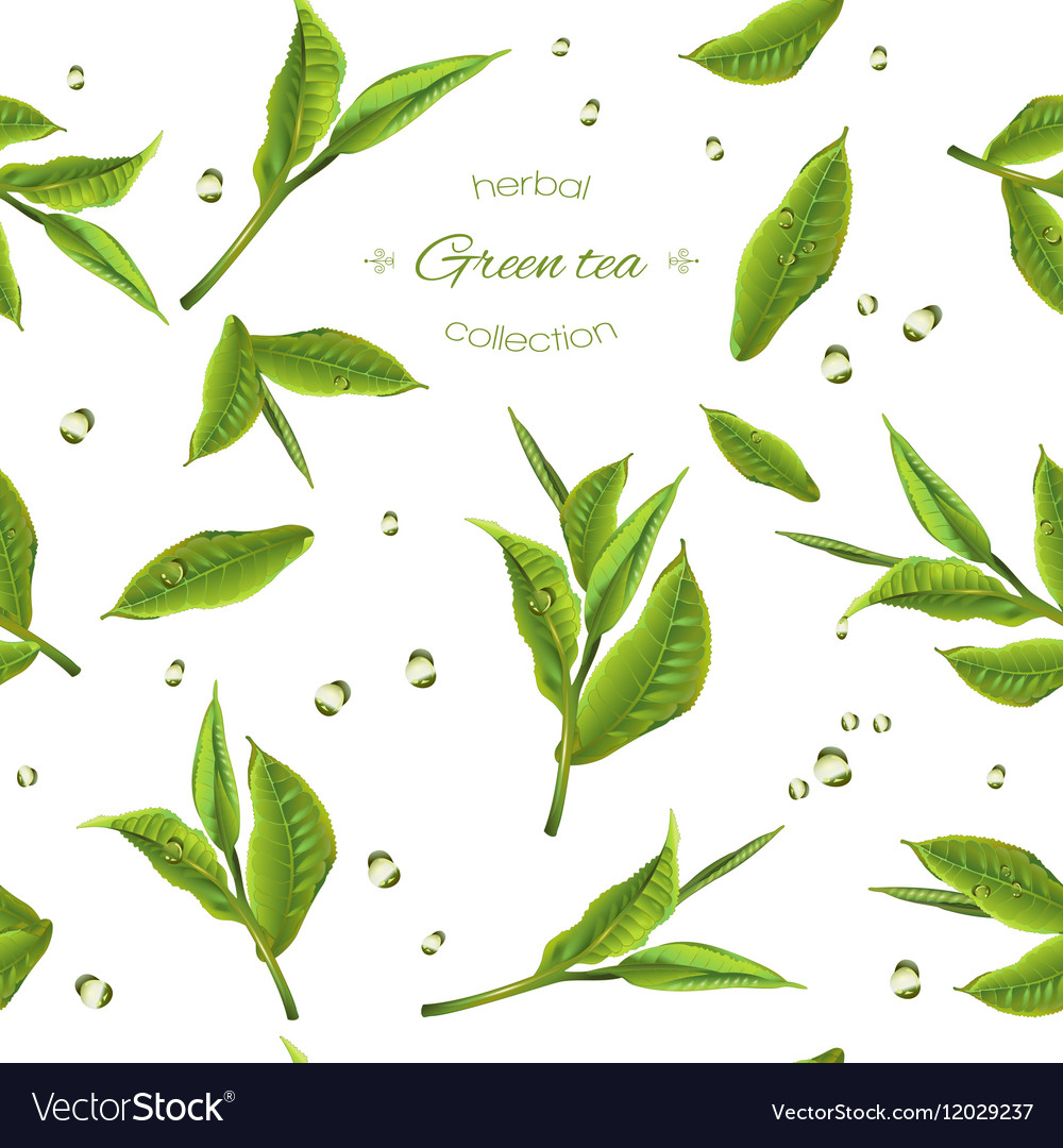 Green tea pattern Royalty Free Vector Image - VectorStock