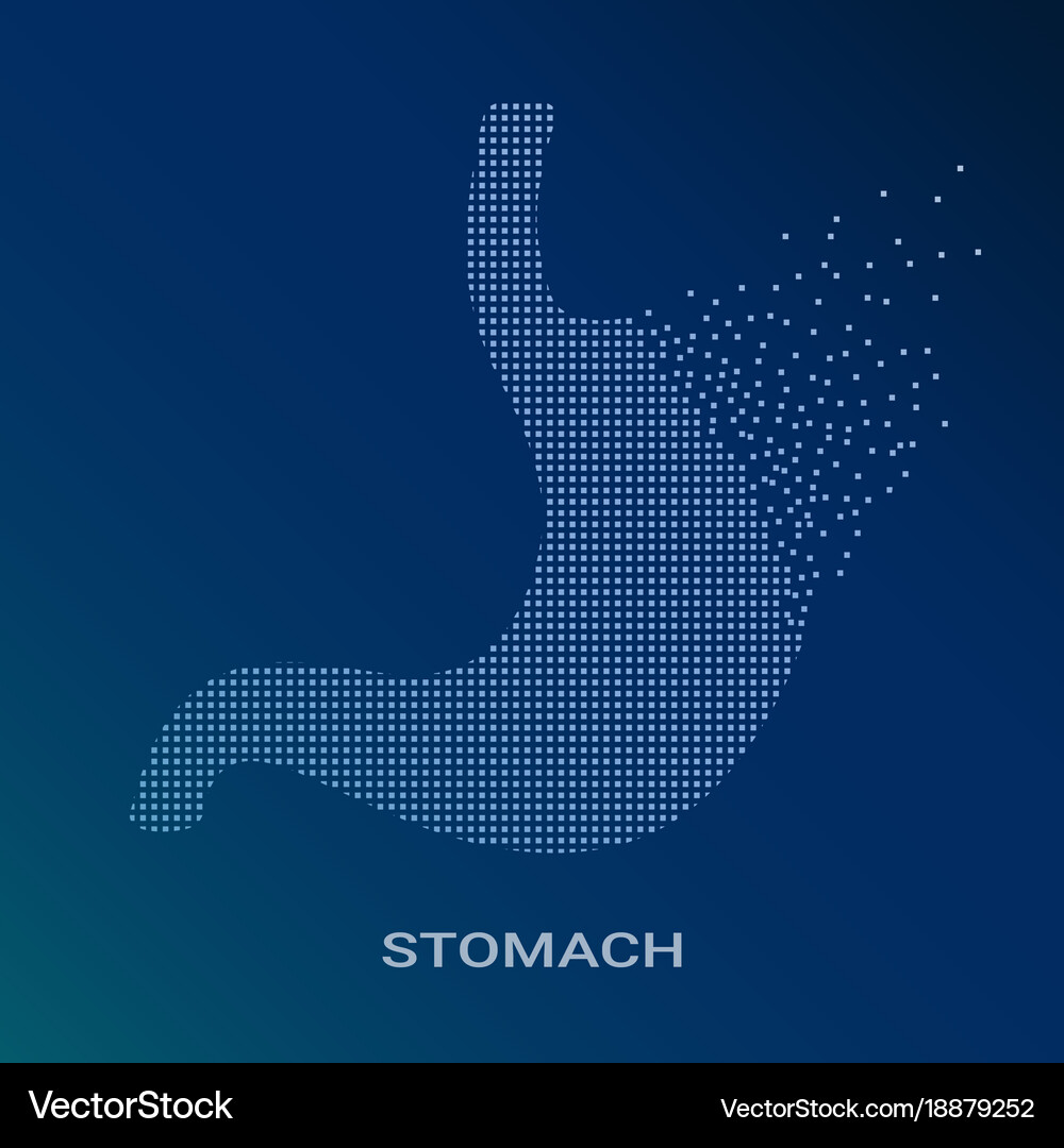 Abstract of human stomach Royalty Free Vector Image