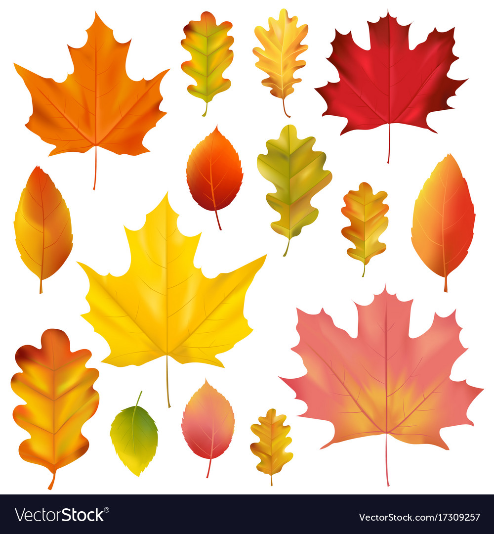Set Of Colorful Autumn Leaves Isolated On White Vector Image