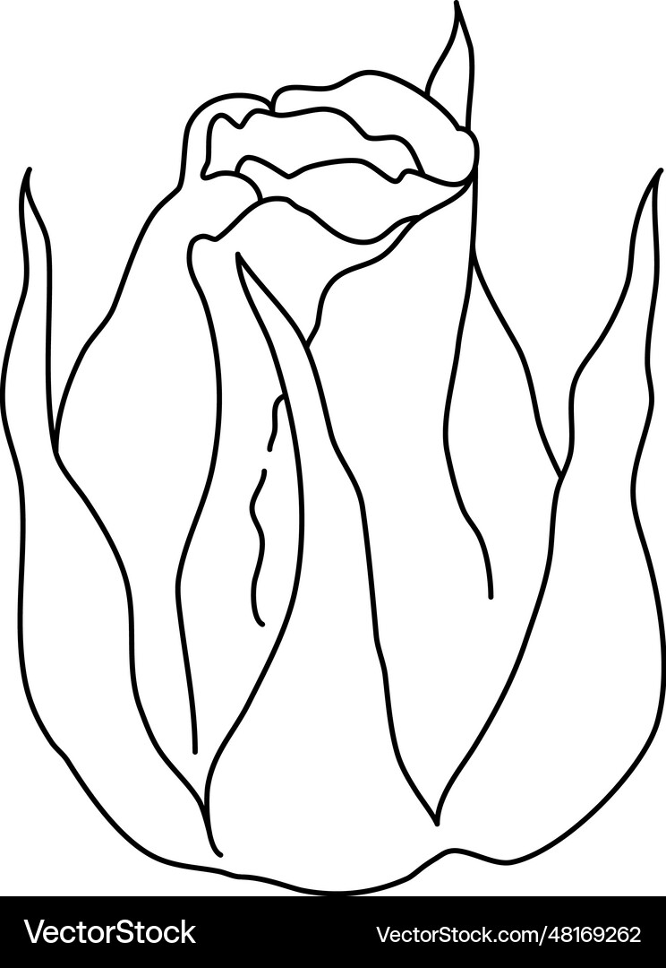 Rose flower bud line art hand drawn realistic Vector Image
