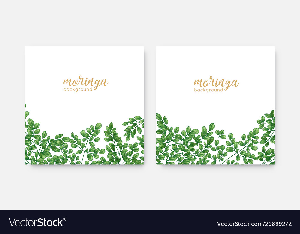 Bundle elegant square backdrops or labels Vector Image