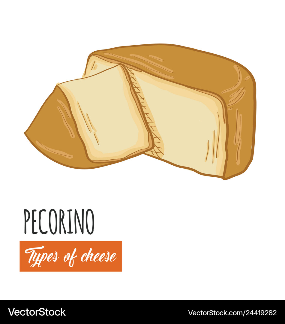 Hand drawn colorful pecorino cheese Royalty Free Vector