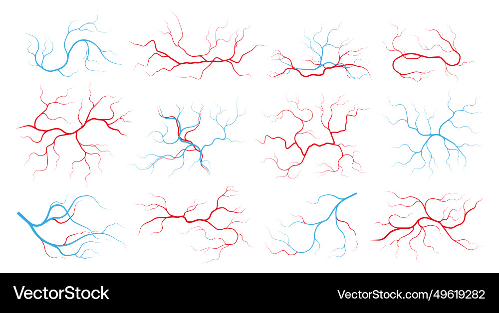 Veins and arteries human vascular system Vector Image