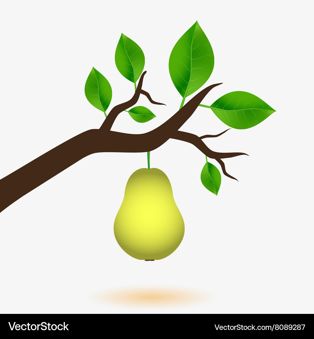 Pear and branch tree with green leaves eps10 Vector Image